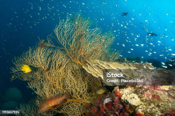 Keanekaragaman Hayati Terumbu Karang Pada Ekosistem Bawah Laut Andaman