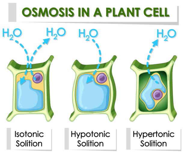 60+ Hypotonic Solution Stock Illustrations, Royalty-Free Vector ... 60+ Hypotonic Solution Stock Illustrations, Royalty-Free Vector ...