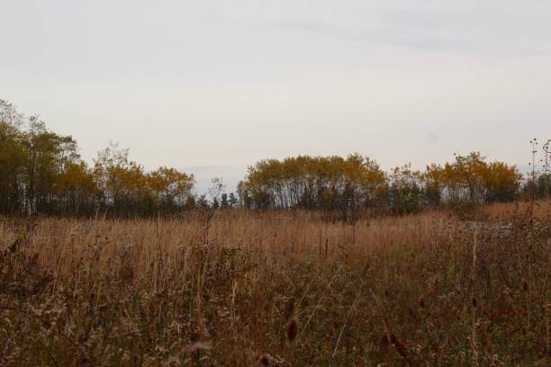 Free Stock Photo of Field of Tall Grass With Trees in Background ...