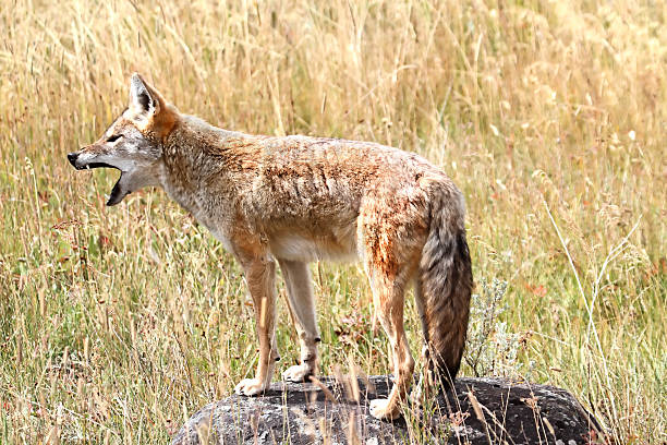 Free Stock Photo of Coyote Howling | Download Free Images and Free ...