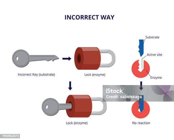 Schéma Dillustration Incorrecte De Vecteur Dinteraction Denzyme Et De