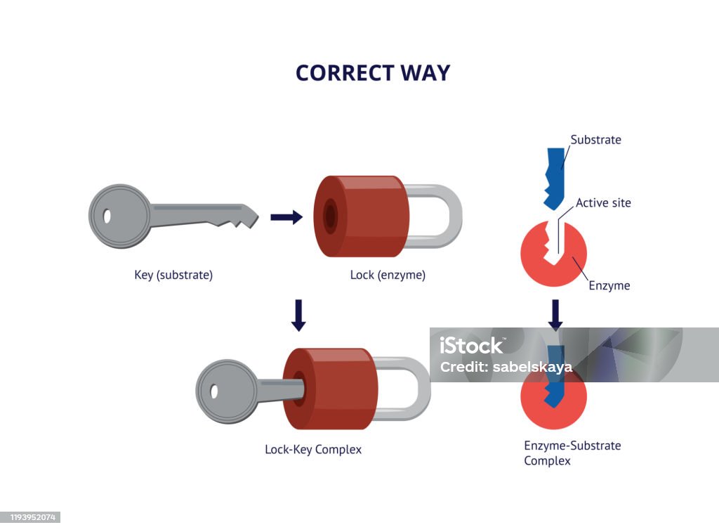 Diagramme De Lillustration Correcte De Vecteur Dinteraction Denzyme Et