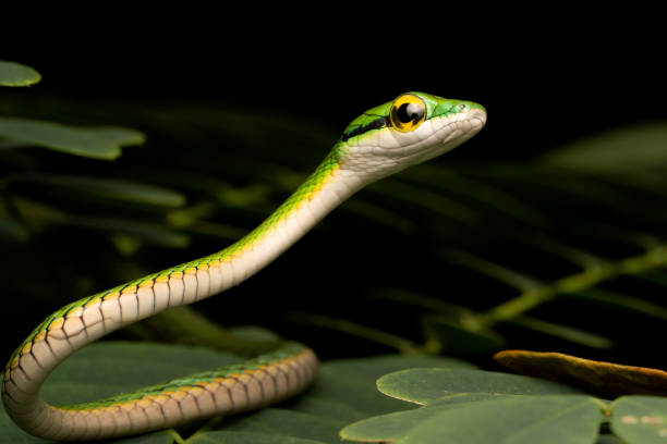 500+ Green Snake Pictures | Download Free Images on Unsplash