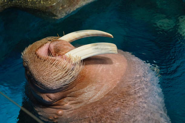 Free picture: walrus, Bering, sea, ice
