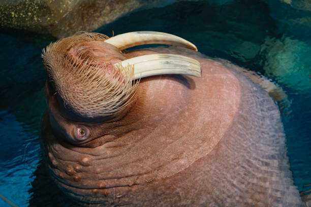 Free picture: walrus, Bering, sea, ice