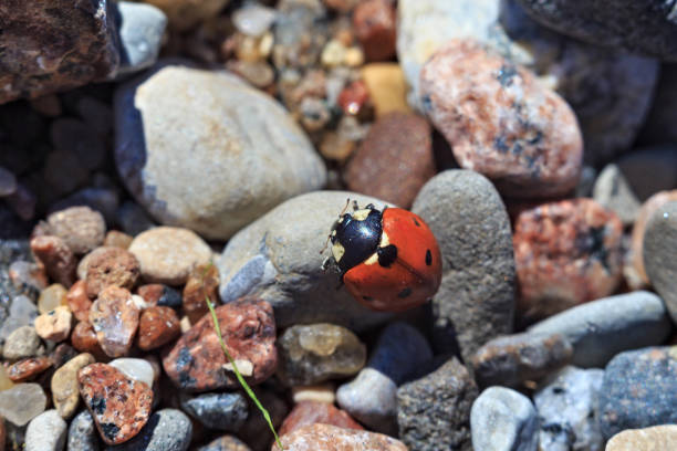 Free Stock Photo of A ladybug on a rock | Download Free Images and Free ...