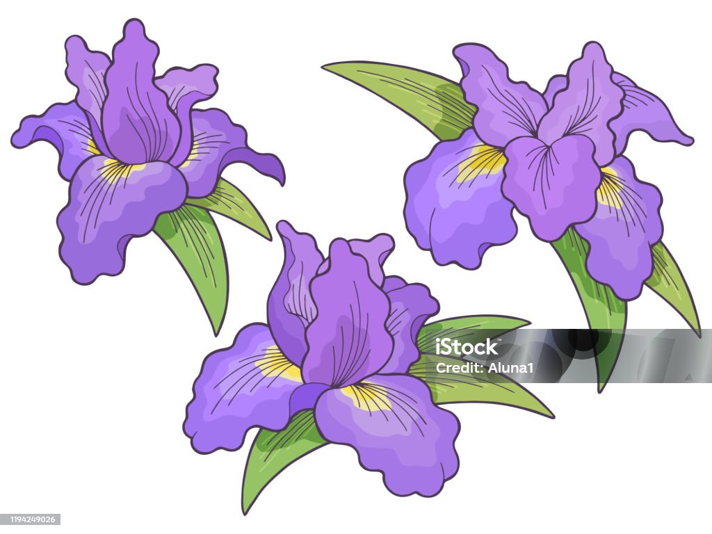 Iris Warna Grafis Bunga Terisolasi Sketsa Ilustrasi Set Vektor
