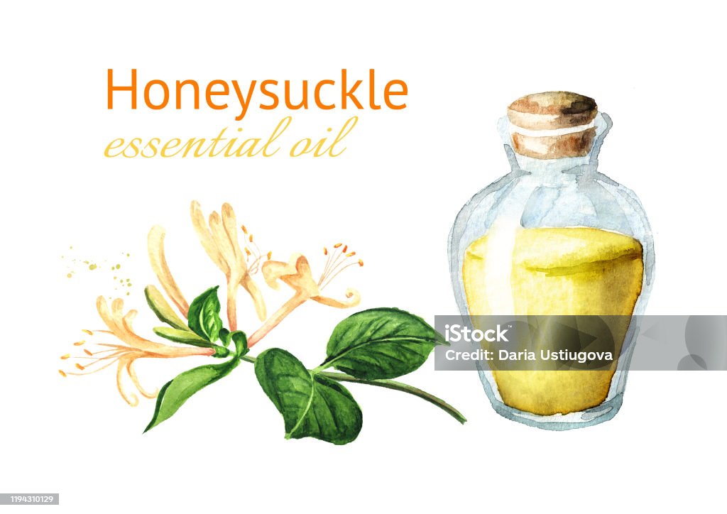 Fleurs Et Verre De Chèvrefeuille Avec La Carte Essentielle Dhuile