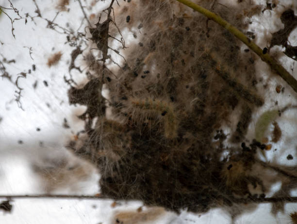 Free Stock Photo of A wasp in a webworm nest | Download Free Images and ...