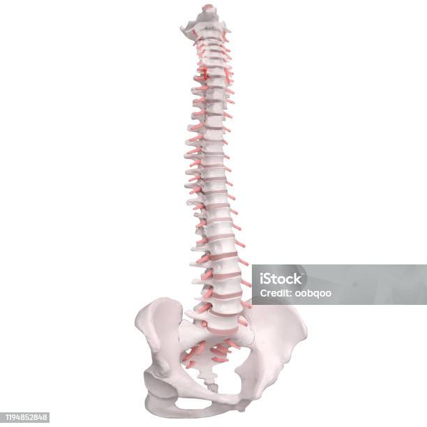 Anatomia Della Colonna Vertebrale Umana Colonna Vertebrale Umana ... Anatomia Della Colonna Vertebrale Umana Colonna Vertebrale Umana ...