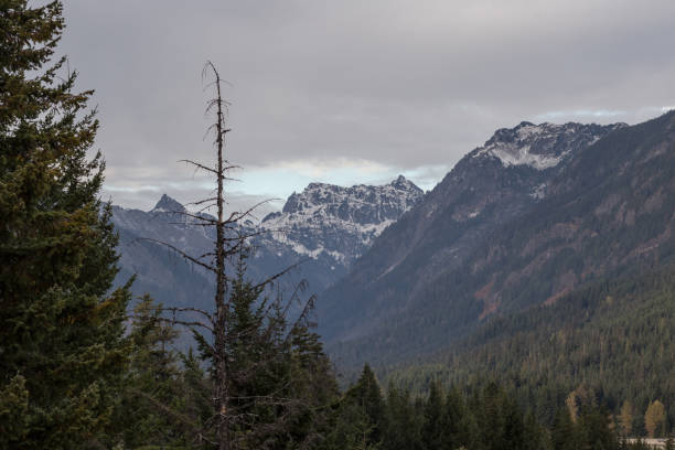 Scraggly Pine – Free Nature Stock