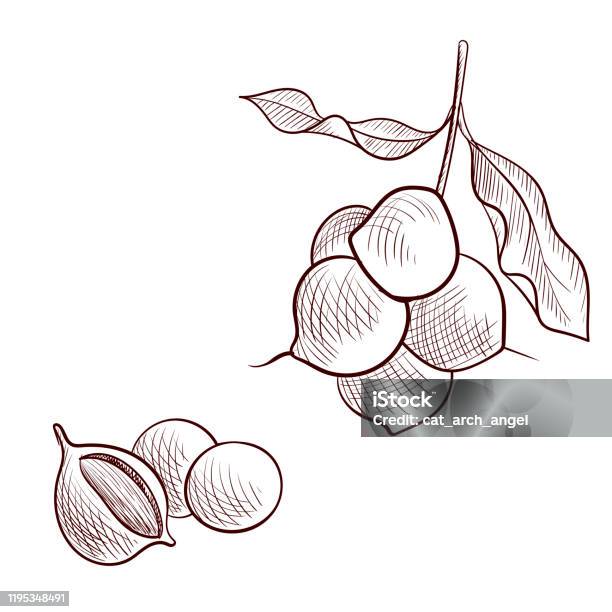 Ilustración de Vector Dibujo De Nueces De Macadamia y más Vectores ... Ilustración de Vector Dibujo De Nueces De Macadamia y más Vectores ...