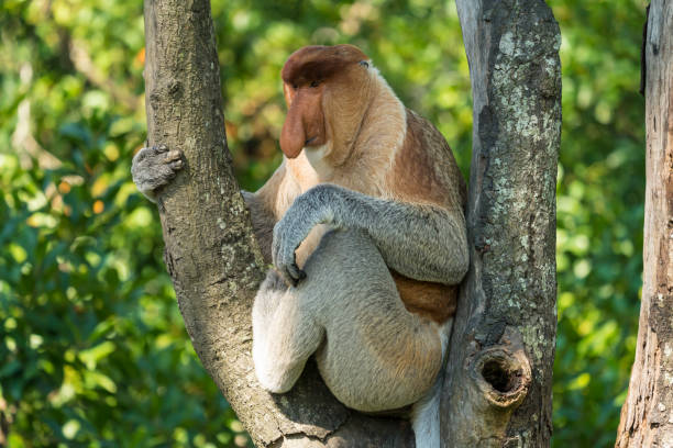 Proboscis Monkey Pictures | Download Free Images on Unsplash