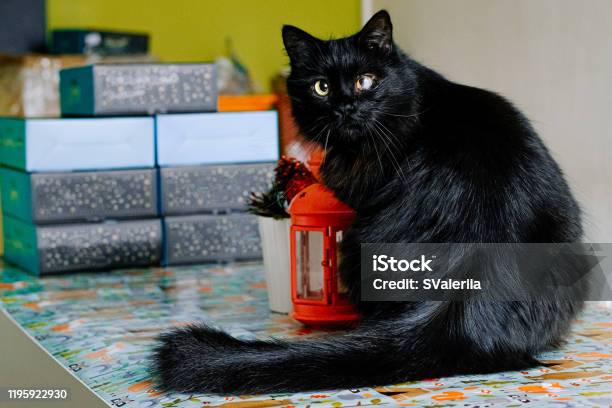 Kucing Hitam Dengan Penglihatan Buruk Mata Terluka Pertanda Buruk Duduk ... Kucing Hitam Dengan Penglihatan Buruk Mata Terluka Pertanda Buruk Duduk ...