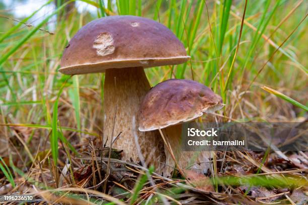Jamur Hutan Yang Dapat Dimakan Boletus Edulis Atau Jamur Porcini