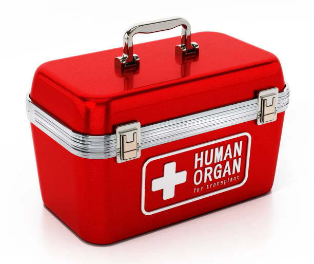 Human Organs Pictures | Download Free Images on Unsplash