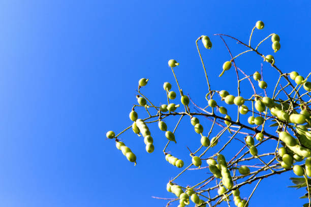 Arbol De Tamarind Con Frutos Tamarindus Indica Contra El Cielo Azul