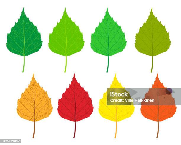 Ensemble De Forme Dicône De Feuille Darbre De Bouleau Différentes