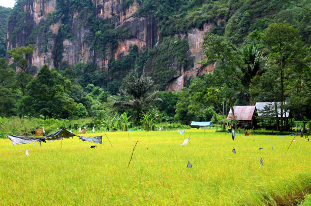 1 200 Bukittinggi Foto Stok Potret And Gambar Bebas Royalti Istock