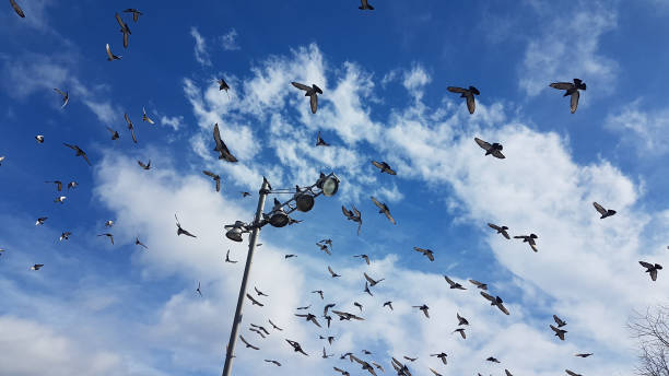 Free Stock Photo of Flock of Birds Flying Over a Sidewalk | Download ...