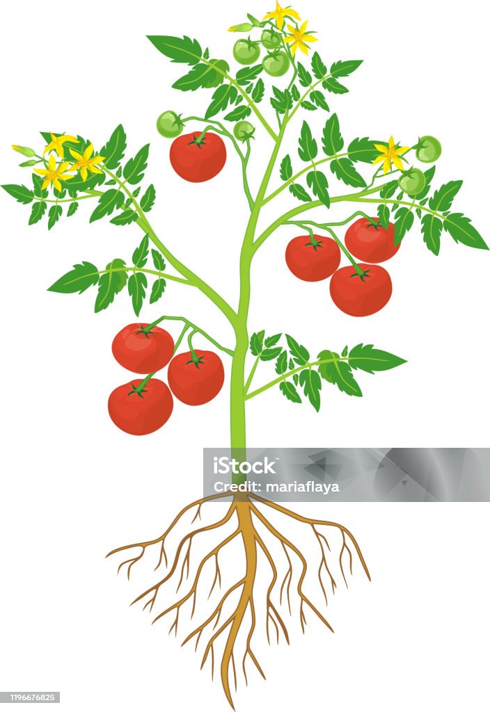 Tanaman Tomat Dengan Daun Hijau Bunga Kuning Tomat Merah Matang Dan Sistem Akar Terisolasi Pada