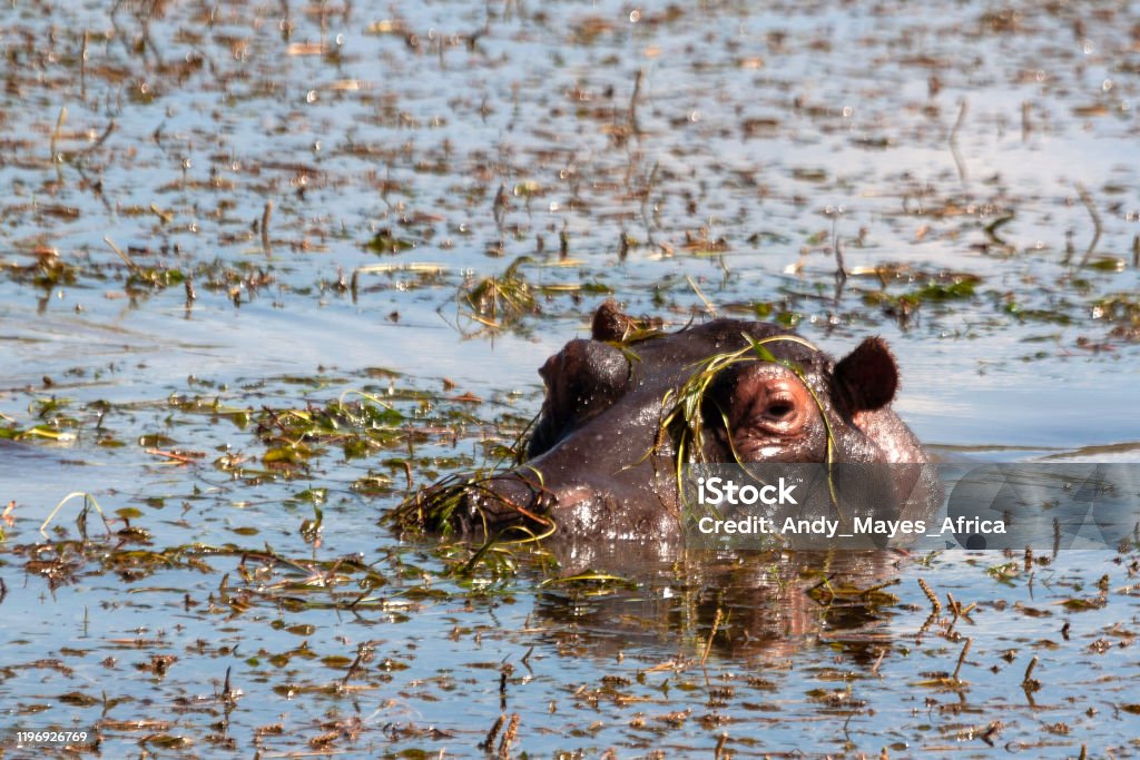 Hippo Camouflage Stock Photo - Download Image Now - Animal, Animal ... Hippo Camouflage Stock Photo - Download Image Now - Animal, Animal ...