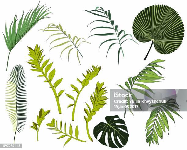 Tanaman Tropis Daun Dan Telapak Tangan Diatur Ilustrasi Eksotis Elemen