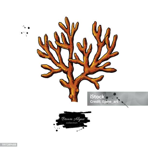 Illustration Brune De Vecteur Dalgues Dessin Disolement Sur Le Blanc