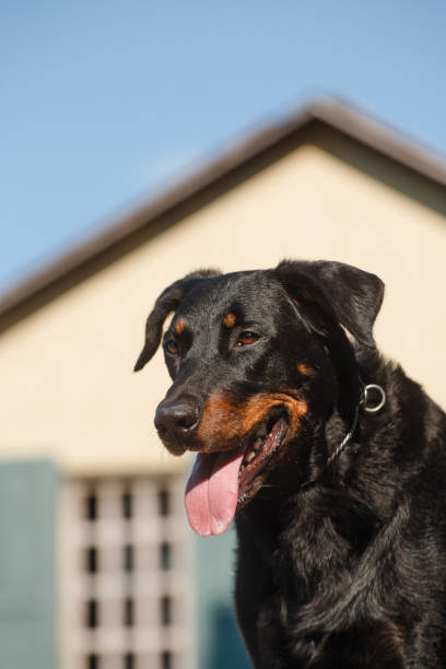 Dog Beauceron Look Close - Free photo on Pixabay