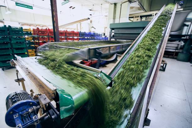 Tea Factory Pictures | Download Free Images on Unsplash