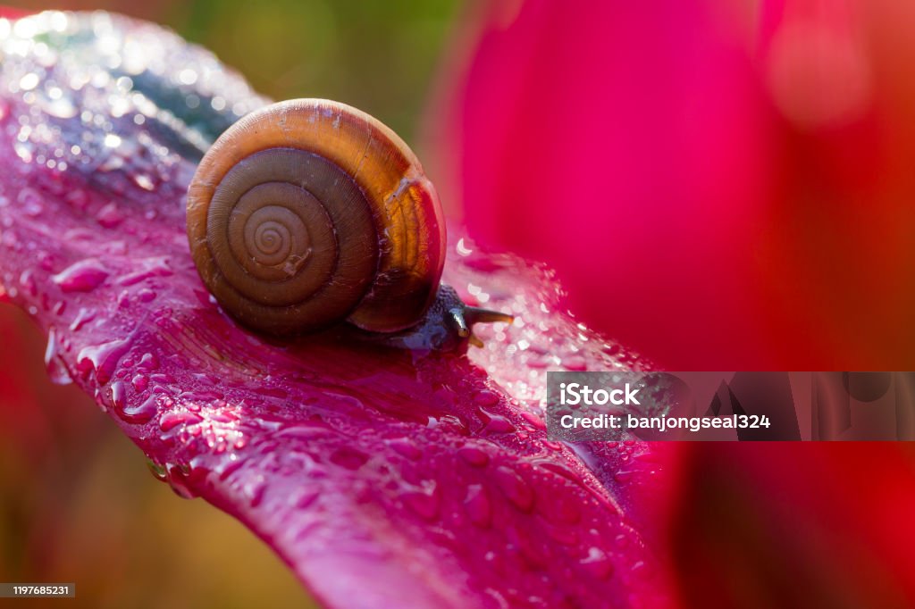 Siput Coklat Kecil Di Daun Hijau Siput Merangkak Di Atas Daun Tetesan