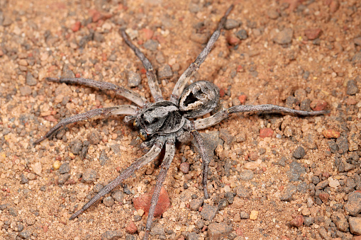 Labalaba Serigala Foto Stok - Unduh Gambar Sekarang - Arachnida ... Labalaba Serigala Foto Stok - Unduh Gambar Sekarang - Arachnida ...