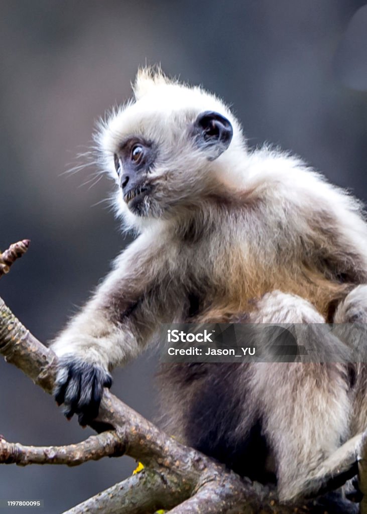 Lutung Hitam Berkepala Putih Foto Stok - Unduh Gambar Sekarang - Alam ... Lutung Hitam Berkepala Putih Foto Stok - Unduh Gambar Sekarang - Alam ...
