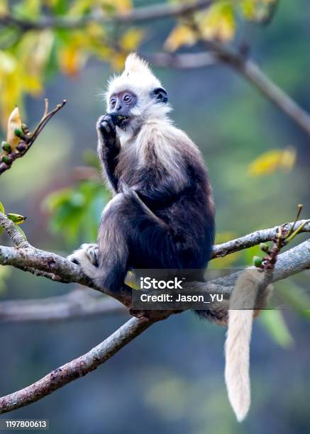 Lutung Hitam Berkepala Putih Foto Stok - Unduh Gambar Sekarang - Alam ... Lutung Hitam Berkepala Putih Foto Stok - Unduh Gambar Sekarang - Alam ...