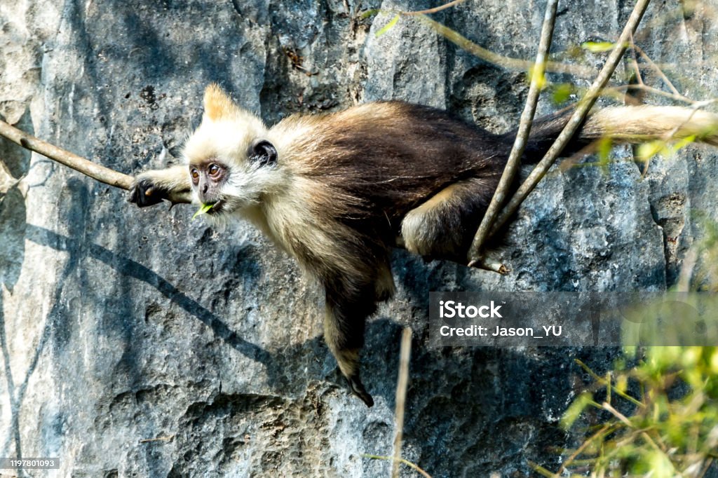 Lutung Hitam Berkepala Putih Foto Stok - Unduh Gambar Sekarang - Alam ... Lutung Hitam Berkepala Putih Foto Stok - Unduh Gambar Sekarang - Alam ...