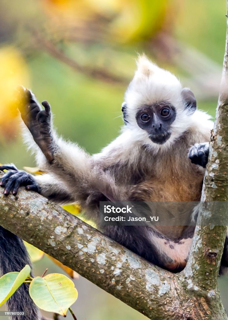 Lutung Hitam Berkepala Putih Foto Stok - Unduh Gambar Sekarang - Alam ... Lutung Hitam Berkepala Putih Foto Stok - Unduh Gambar Sekarang - Alam ...