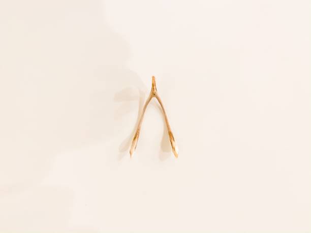 Wishbone Pictures | Download Free Images on Unsplash
