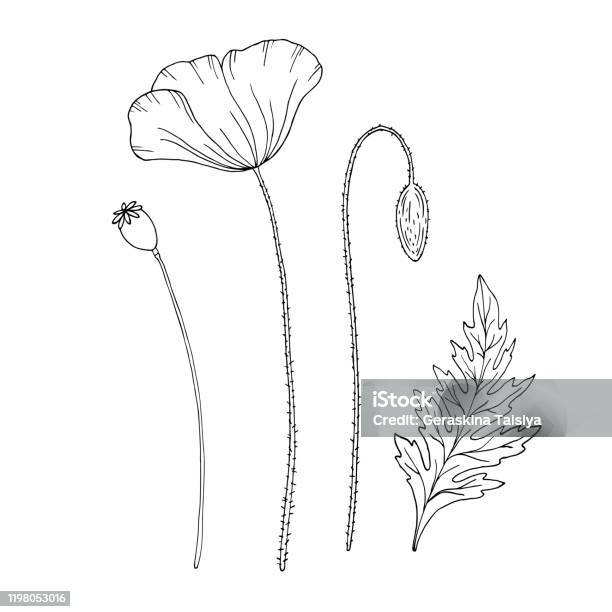 Bunga Poppy Pap Ver Batang Dan Daun Elemen Untuk Desain Ilustrasi