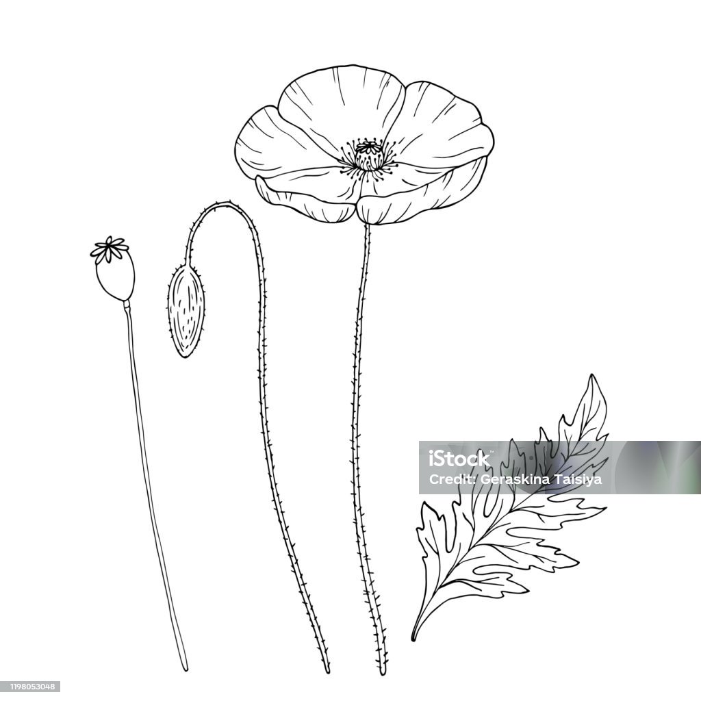 Bunga Poppy Pap Ver Batang Dan Daun Elemen Untuk Desain Ilustrasi