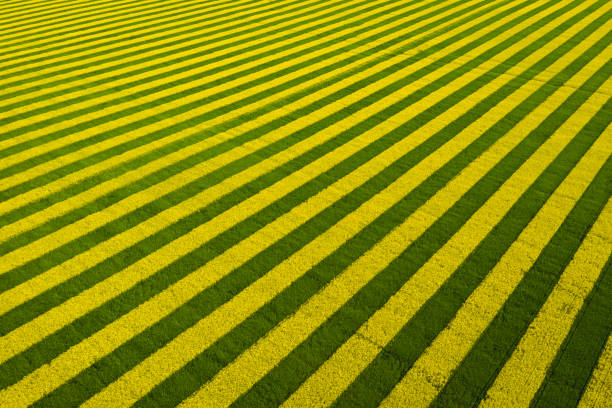 Free picture: Digital aerial graphic of greenish yellow fields on ...