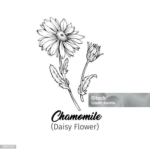Croquis Dencre Noire À Main De Camomille Vecteurs Libres De Droits Et