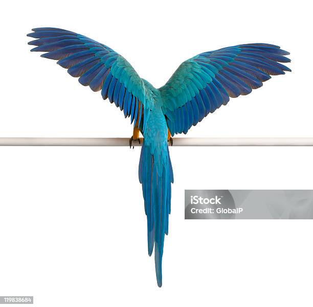 Tampilan Belakang Macaw Sayap Bertengger Dan Mengepakkan Latar Belakang