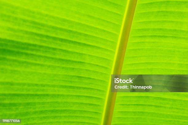 Daun Pisang Hijau Latar Belakang Tekstur Dedaunan Sawit Tropis Foto