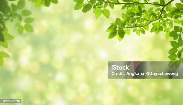 Stock Fotografie Zelený Přirozený Výhled Na Zelené Listy V Zahradě Se