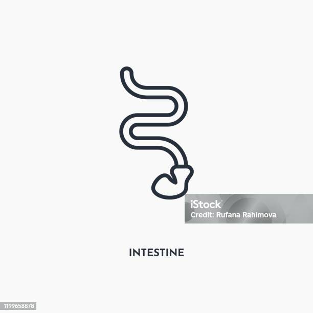 Intestine Outline Icon Simple Linear Element Illustration Isolated Line