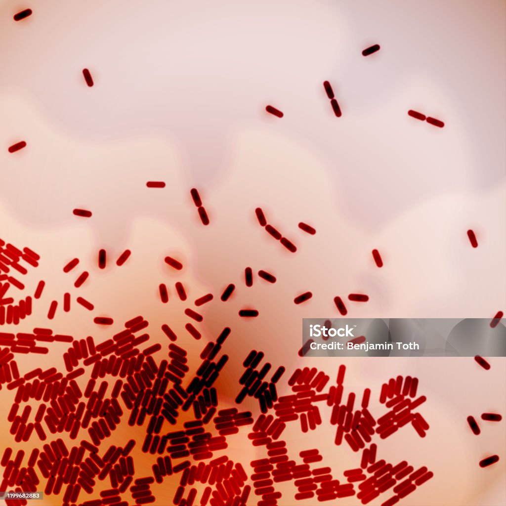 Bacillus Under Microscope