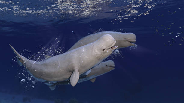 Beluga Pictures | Download Free Images on Unsplash