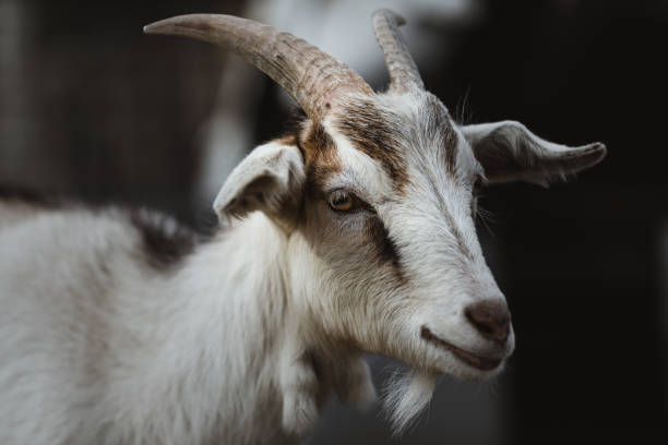 Free Stock Photo of Close Up of Goats Face With Blurred Background ...
