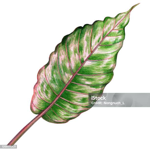 Peinture Daquarelle Rouge Feuilles Vertes Feuille De Palmier Disolement