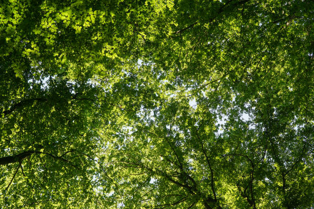 Free Stock Photo of Large Group of Green Leaves on a Tree | Download ...